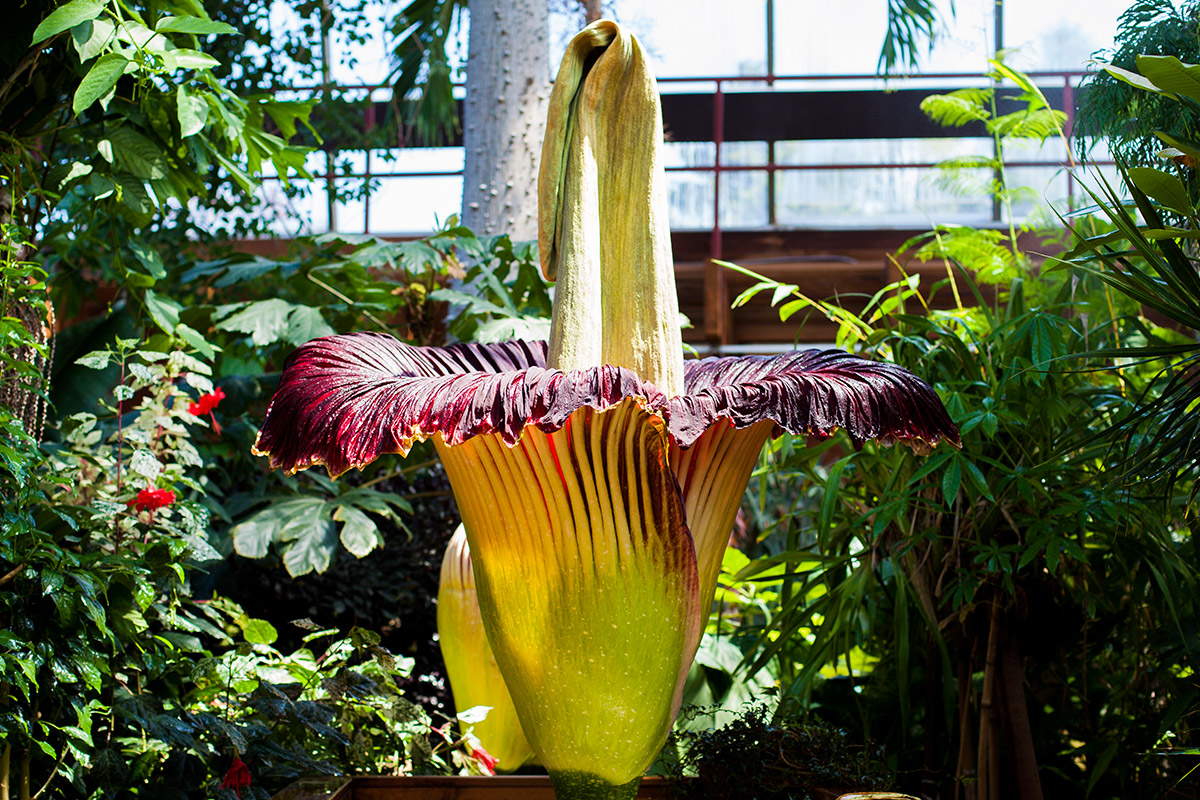 First Ever Canadian Titan Arum 2012...Naturally in Niagara® | Naturally ...